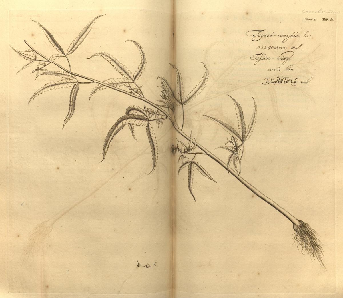 Cannabis - CBD Vente en Gros