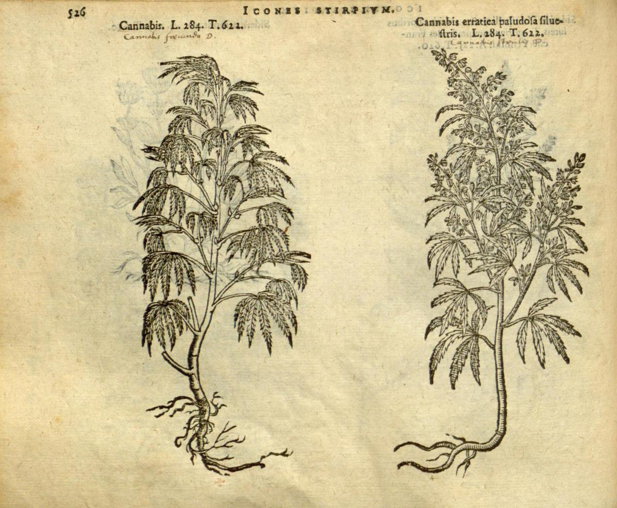 Cannabis - CBD Vente en Gros